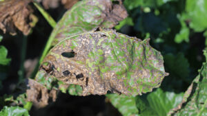 How to Identify, Treat, and Prevent Cercospora Leaf Spot