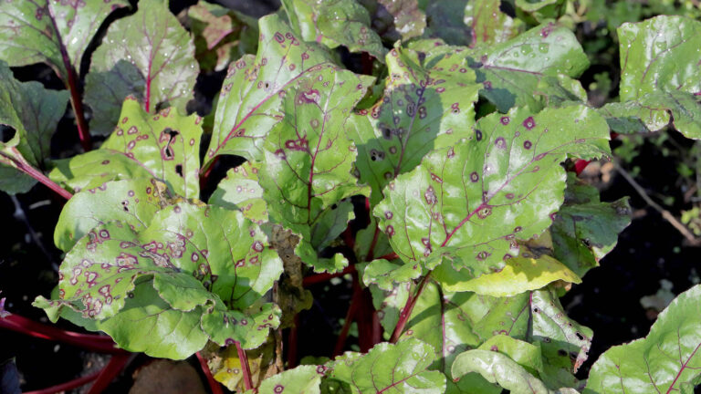 How to Identify, Treat, and Prevent Cercospora Leaf Spot