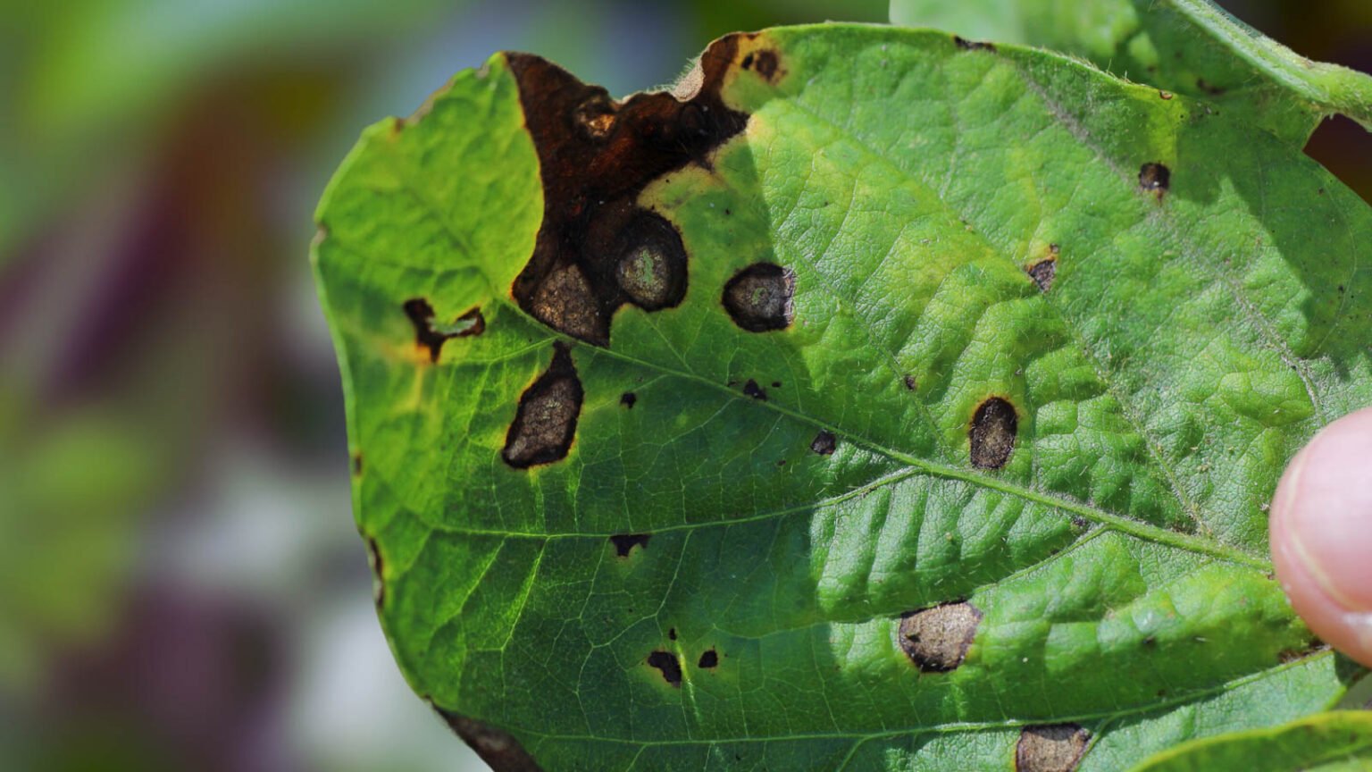 How to Identify, Treat, and Prevent Cercospora Leaf Spot