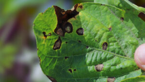 How to Identify, Treat, and Prevent Cercospora Leaf Spot
