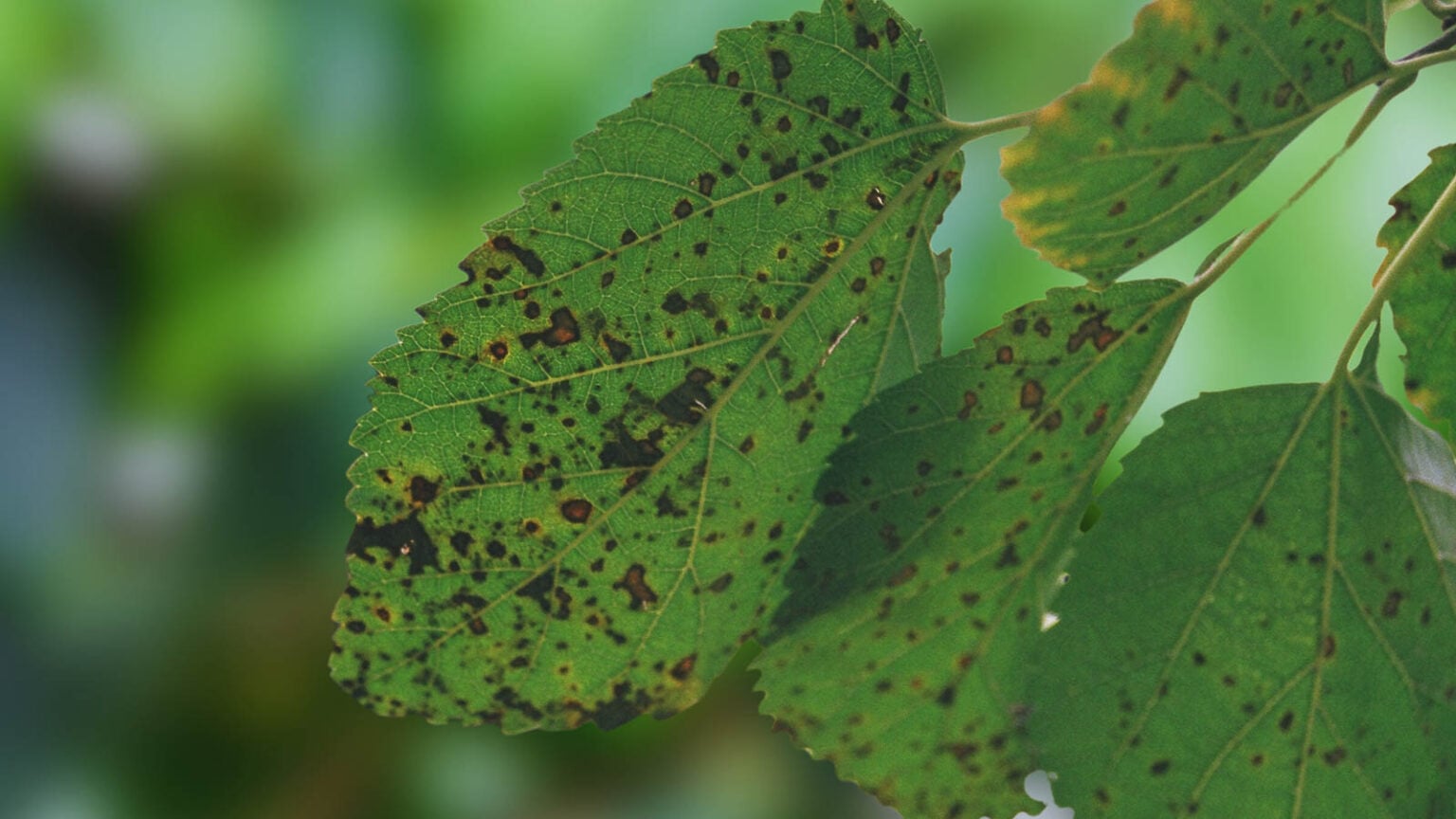 How to Identify, Treat, and Prevent Cercospora Leaf Spot