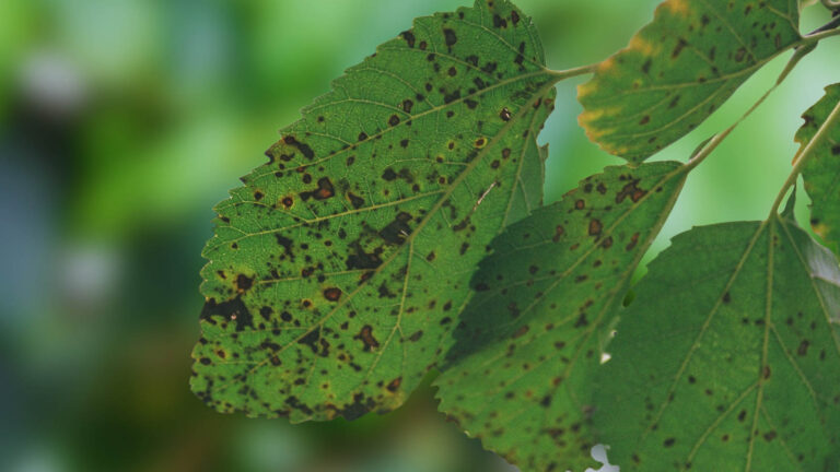 How to Identify, Treat, and Prevent Cercospora Leaf Spot