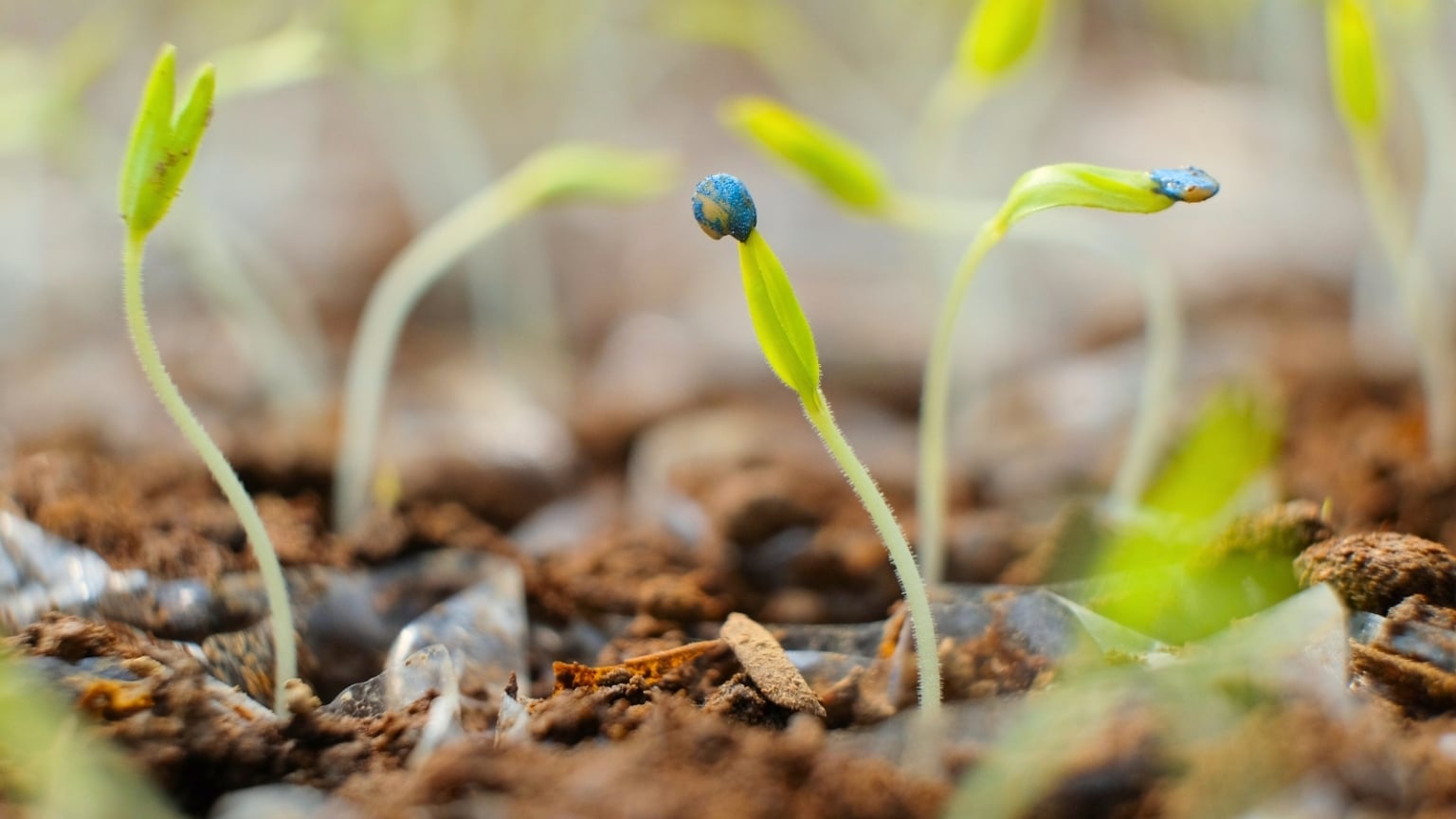 How to Plant, Grow, and Care for Serrano Peppers