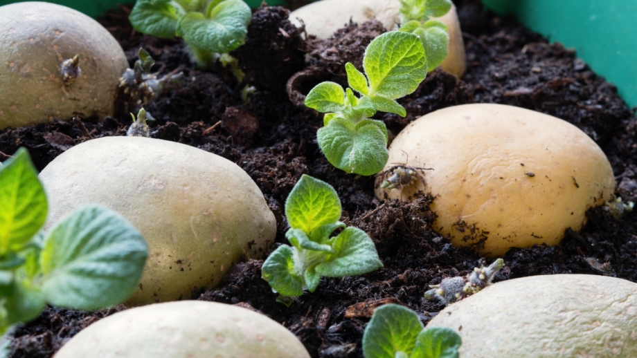 9 Tips for Growing Loads of Potatoes in Raised Beds