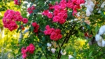 A Comprehensive Guide to Growing Roses in Zone 9