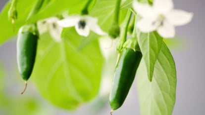 How to Plant, Grow, and Care for Serrano Peppers
