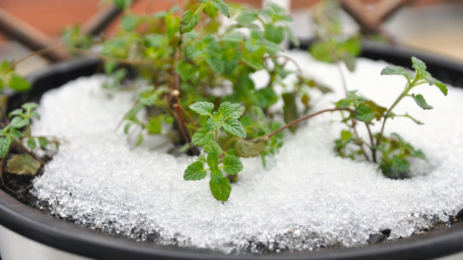 25 Cold-Hardy Herbs That Survive Winter in the Garden