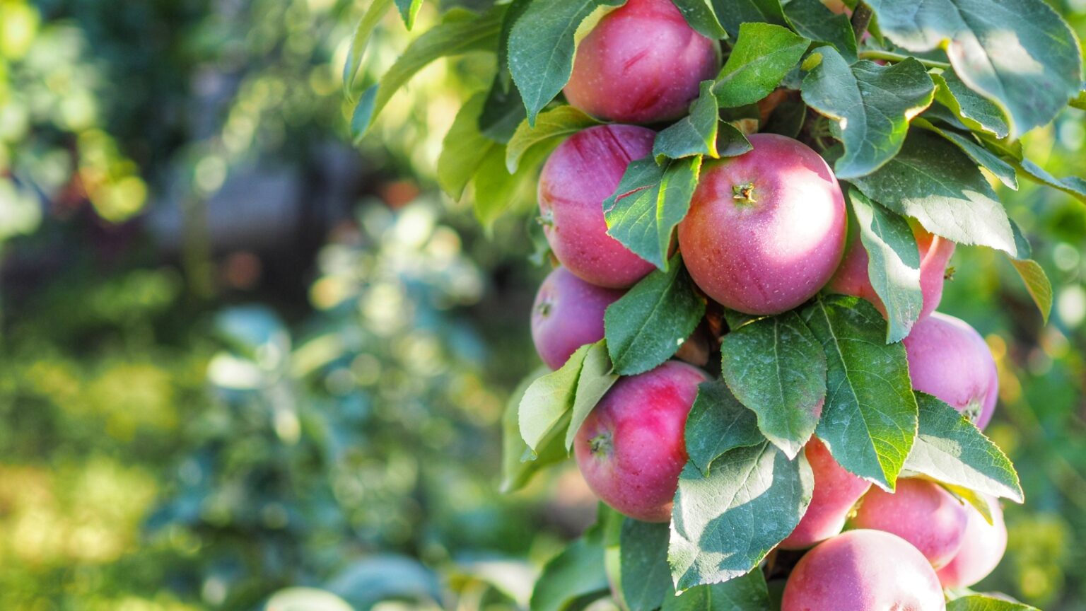 12 Narrow Columnar Trees for Small Spaces - Epic Gardening