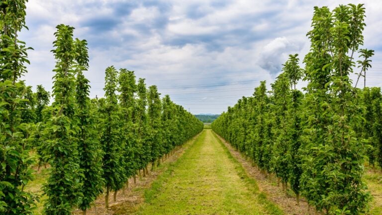 12 Narrow Columnar Trees for Small Spaces - Epic Gardening