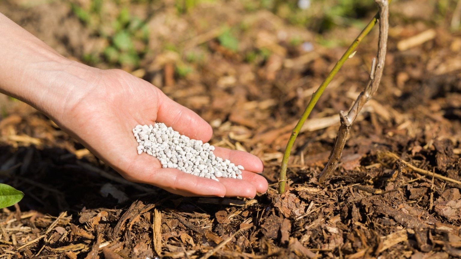 A Comprehensive Guide to Growing Blueberries in Raised Beds