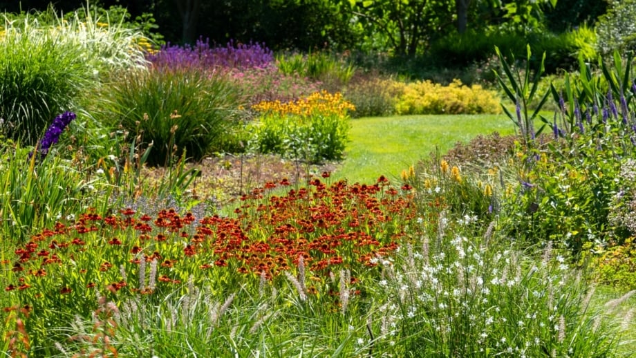 How to Convert Your Lawn Into a Flowering Meadow