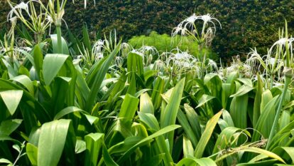 How to Plant, Grow, and Care for Crinum Lily
