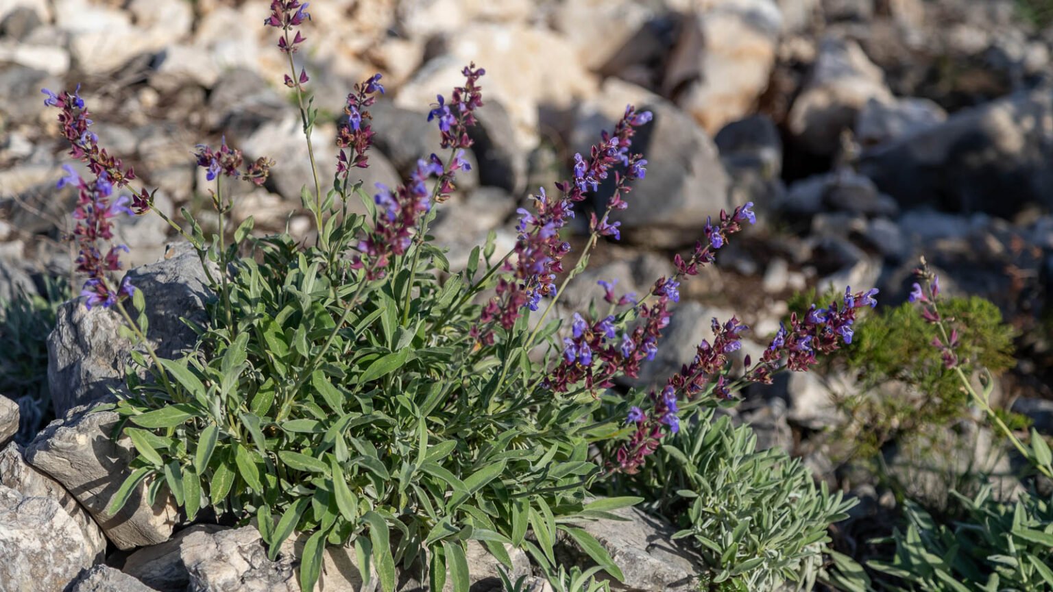 How To Plant, Grow, and Care for Sage