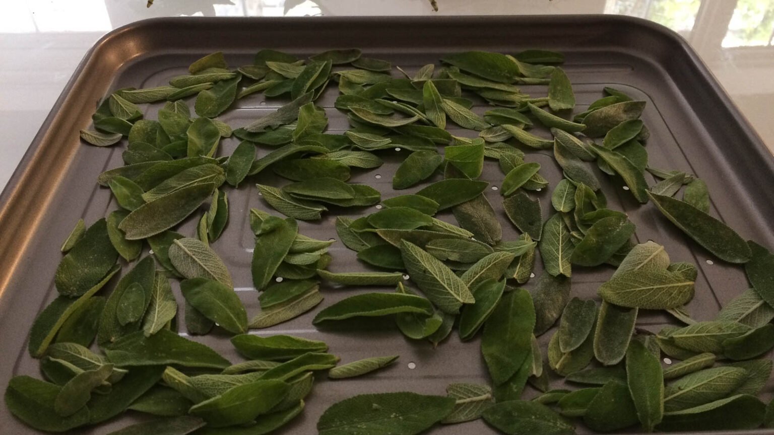 How To Plant, Grow, and Care for Sage