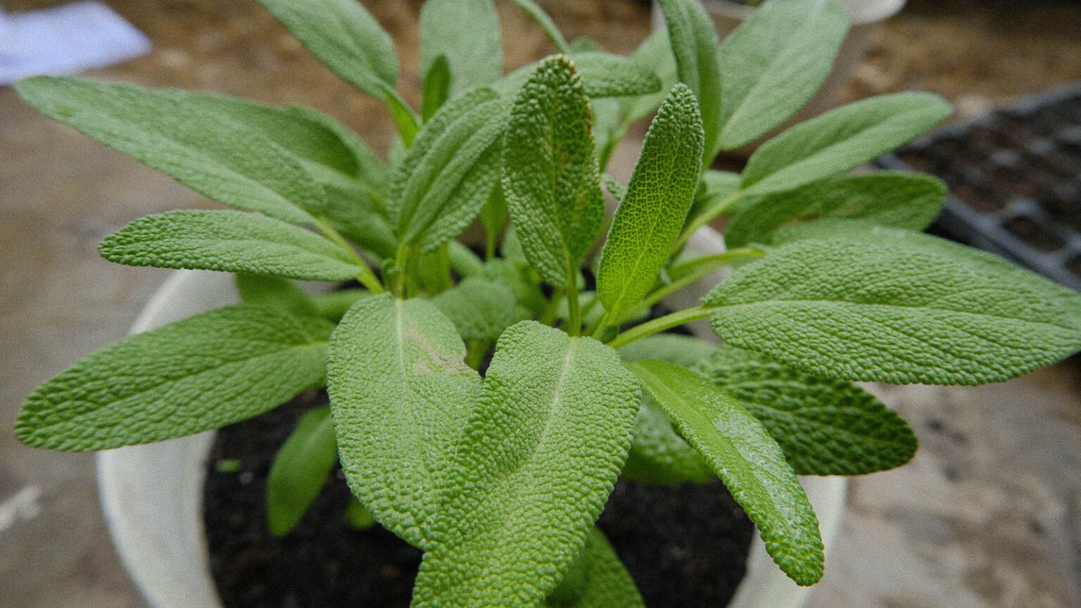 How To Plant, Grow, and Care for Sage