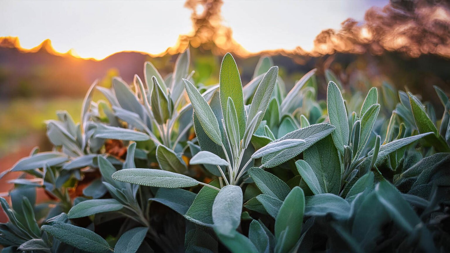How To Plant, Grow, and Care for Sage