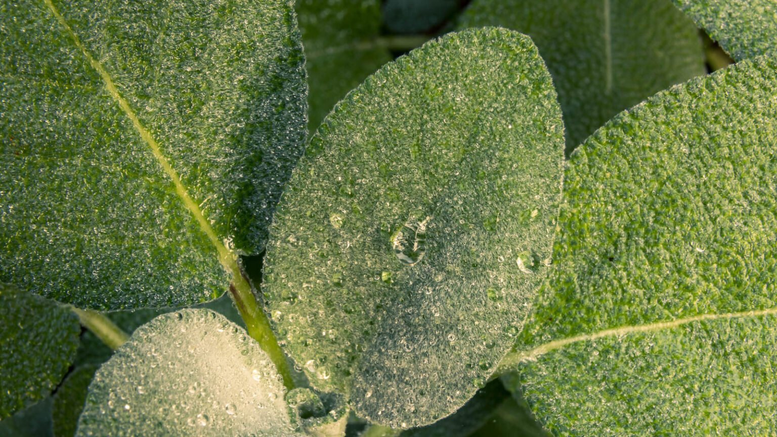 How To Plant, Grow, and Care for Sage