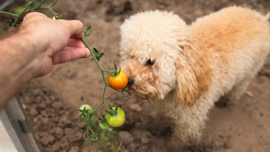 Are Tomato Plants Toxic To Dogs and Cats?