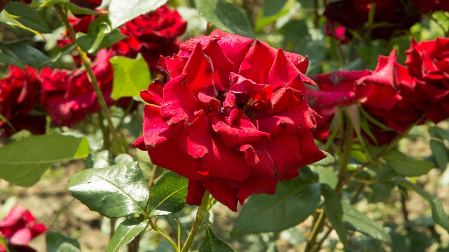 A Comprehensive Guide to Growing Roses in Zone 9