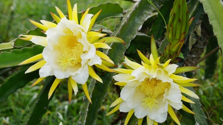 Complete Beginner's Guide to Growing Dragon Fruit