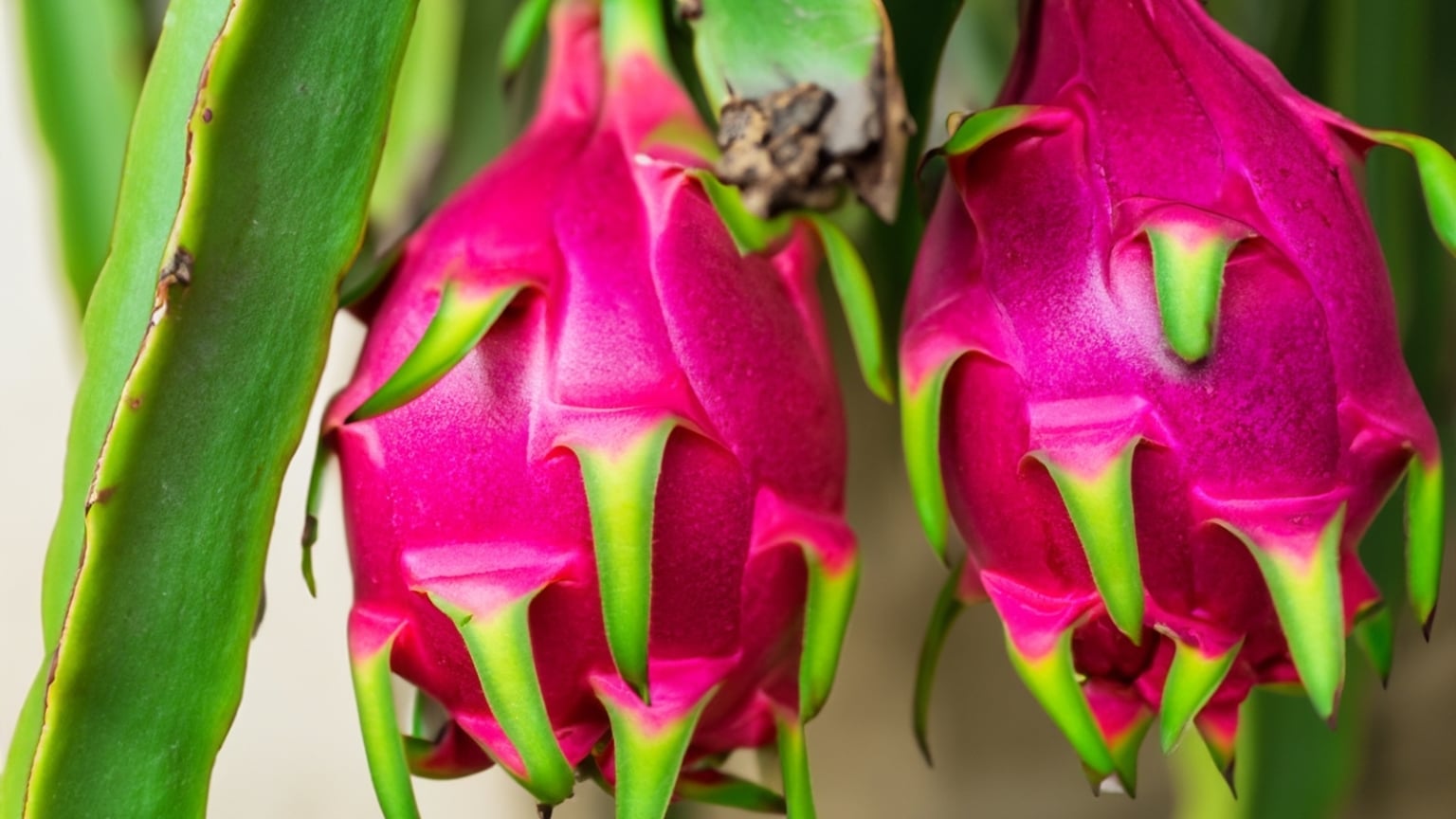 Complete Beginner's Guide to Growing Dragon Fruit