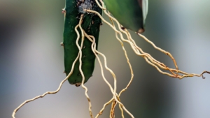 Complete Beginner's Guide to Growing Dragon Fruit