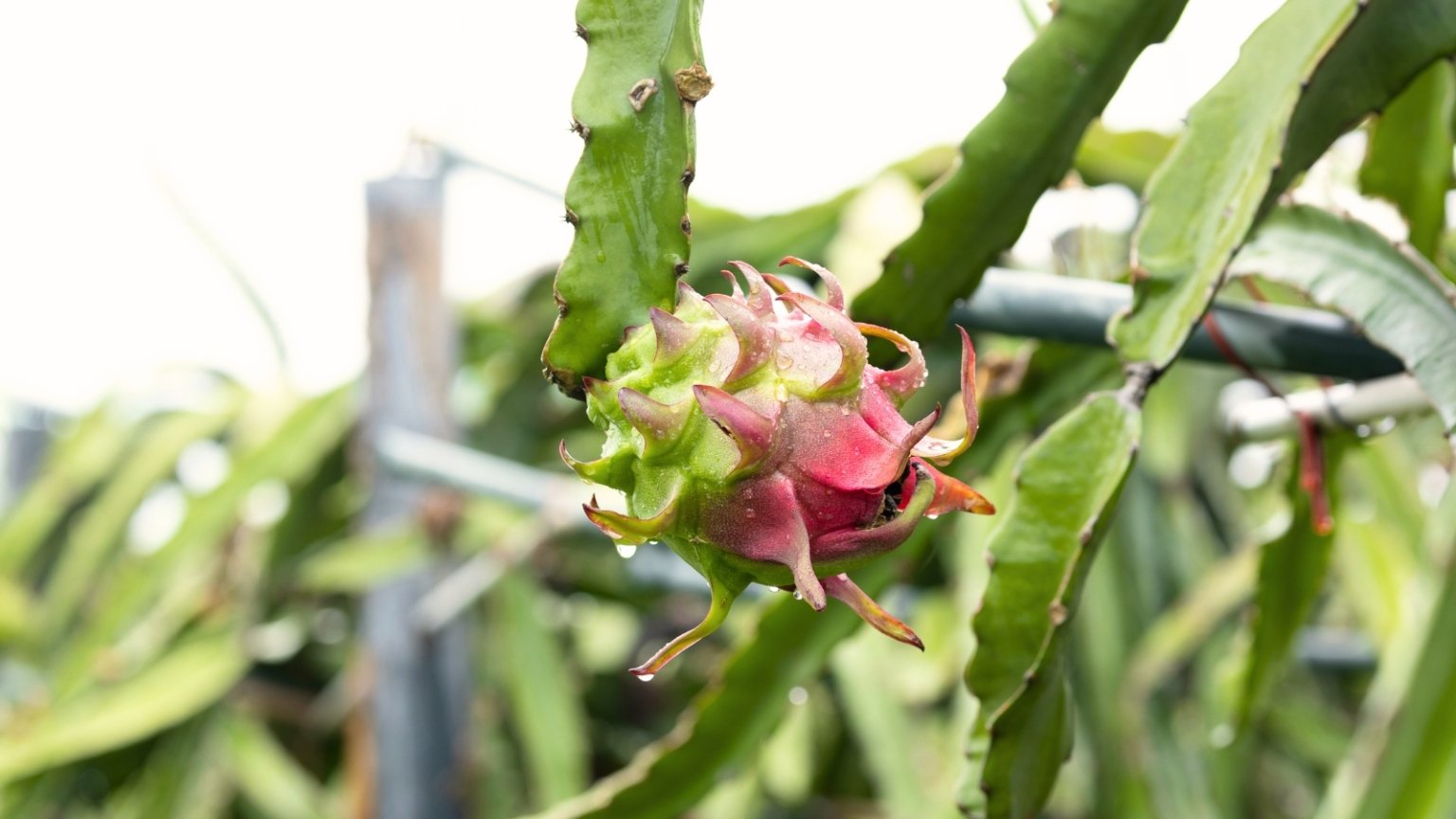 Complete Beginner's Guide to Growing Dragon Fruit