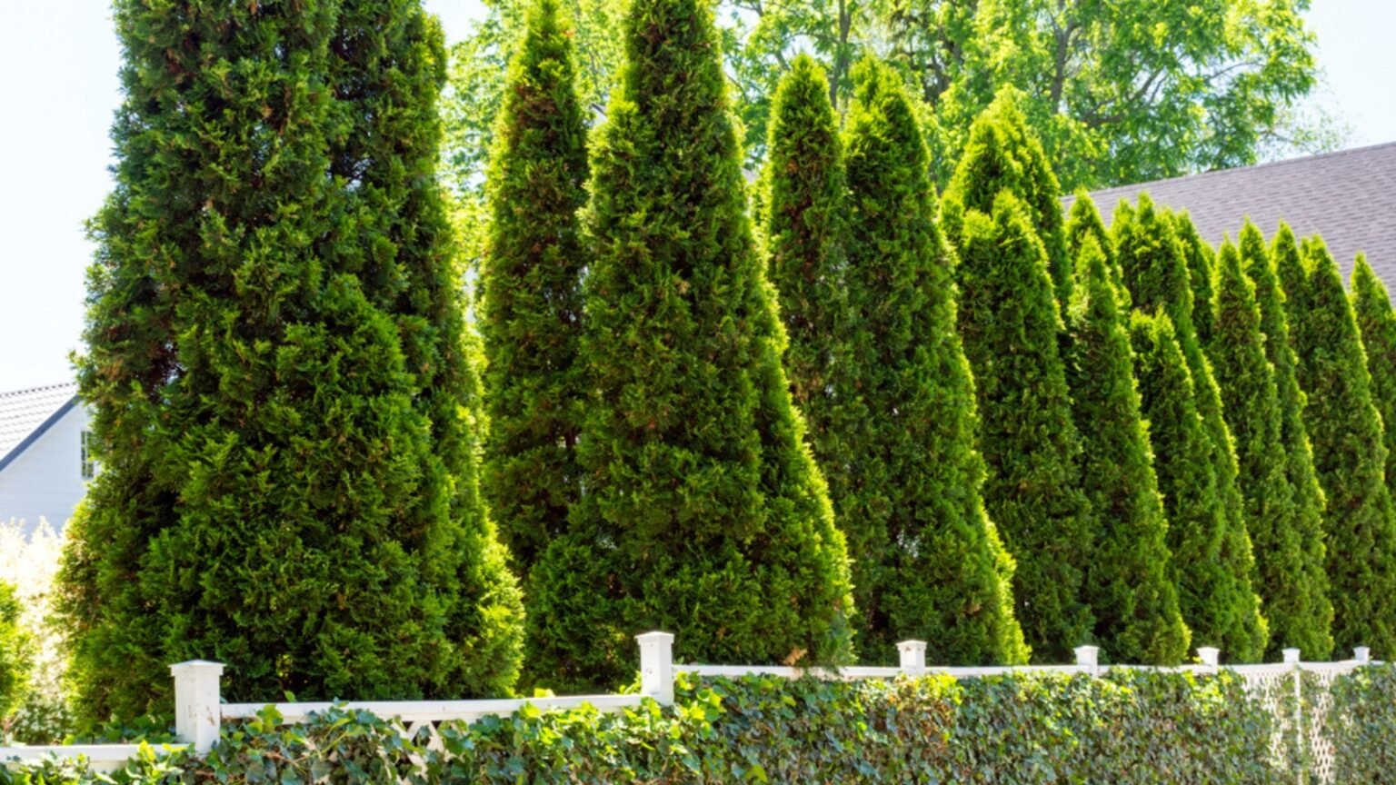 12 Narrow Columnar Trees for Small Spaces - Epic Gardening