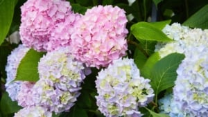 How to Plant, Grow, and Care for 'Endless Summer' Hydrangeas
