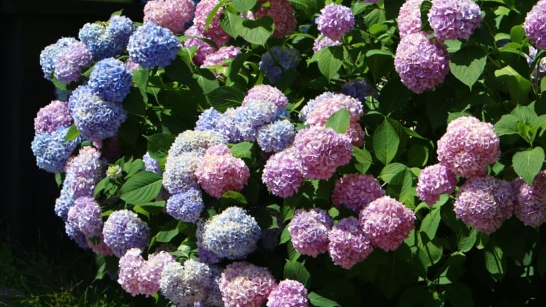 How to Plant, Grow, and Care for 'Endless Summer' Hydrangeas