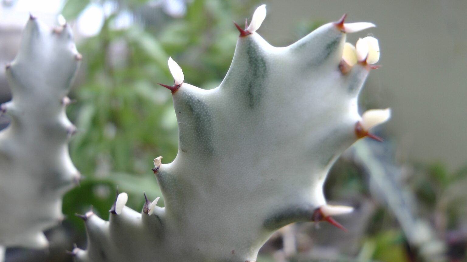How to Plant, Grow, and Care for Euphorbia Lactea