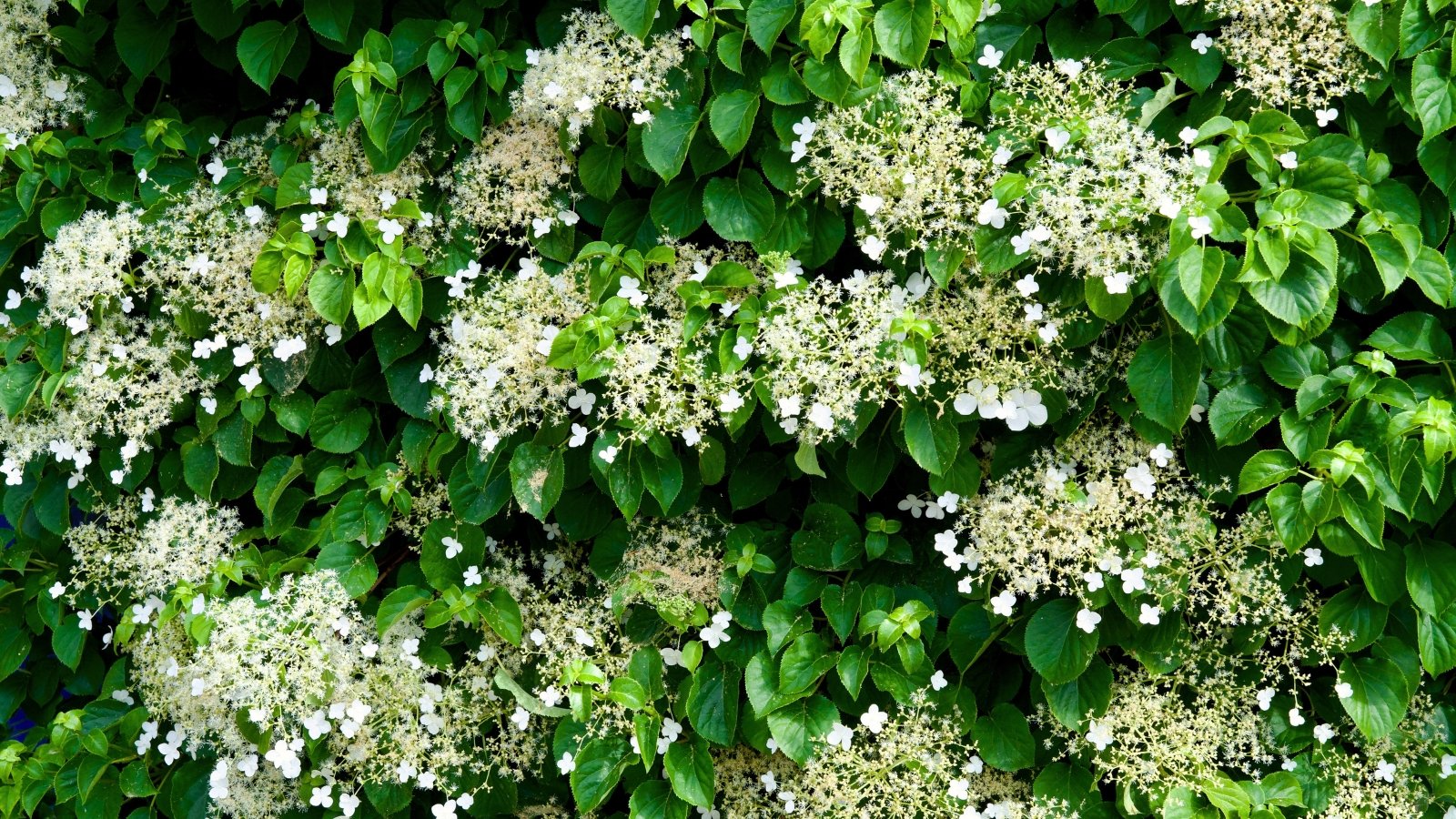7 Evergreen Hydrangea Varieties for Year-Round Appeal