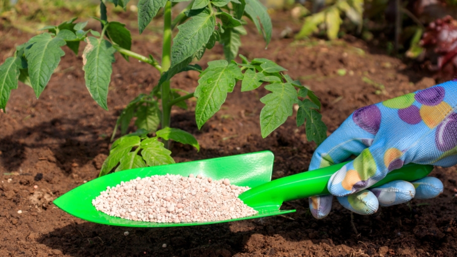 How to Plant, Grow, and Care for 'Chocolate Sprinkles' Tomatoes