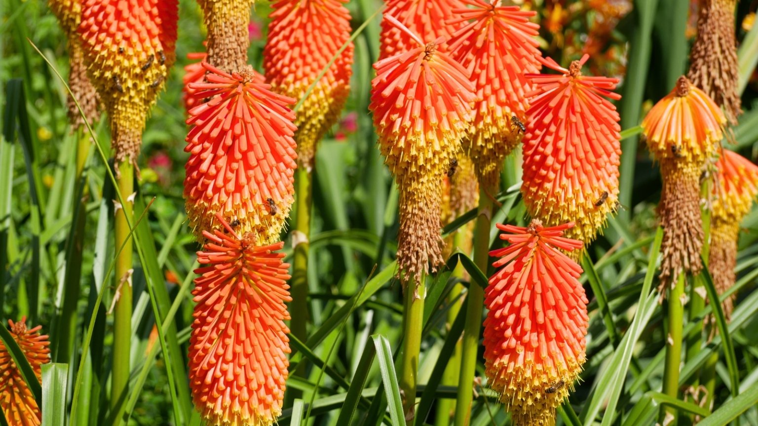Plant These 15 Flowers That Look Like Fireworks This 4th of July