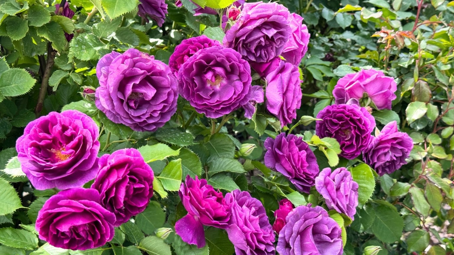 A Comprehensive Guide to Growing Roses in Zone 9