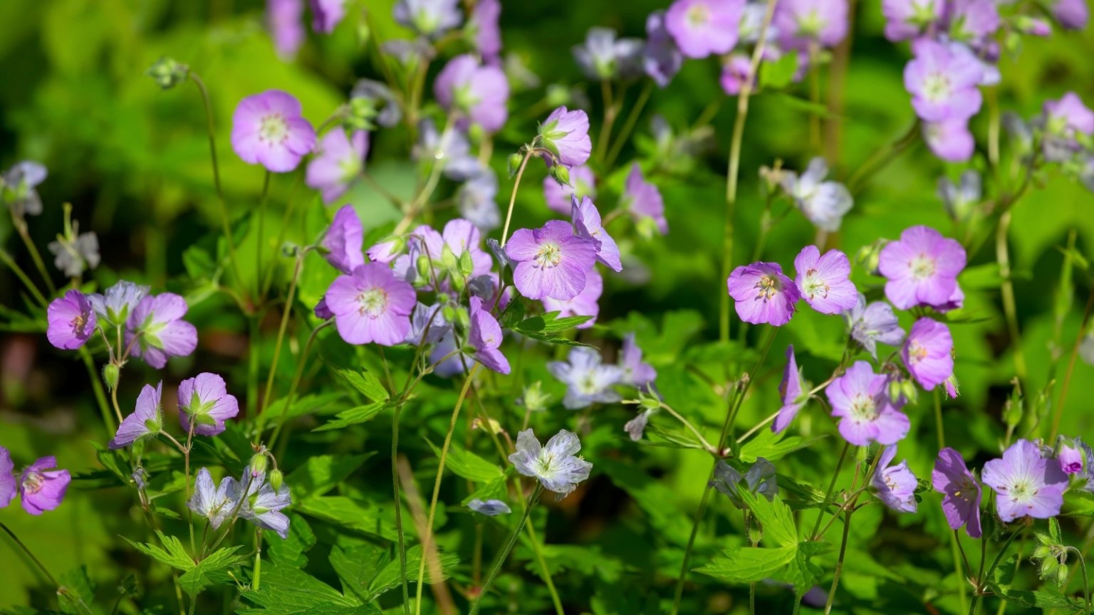19 Beautiful Flowering Plants to Grow along Woodland Edges