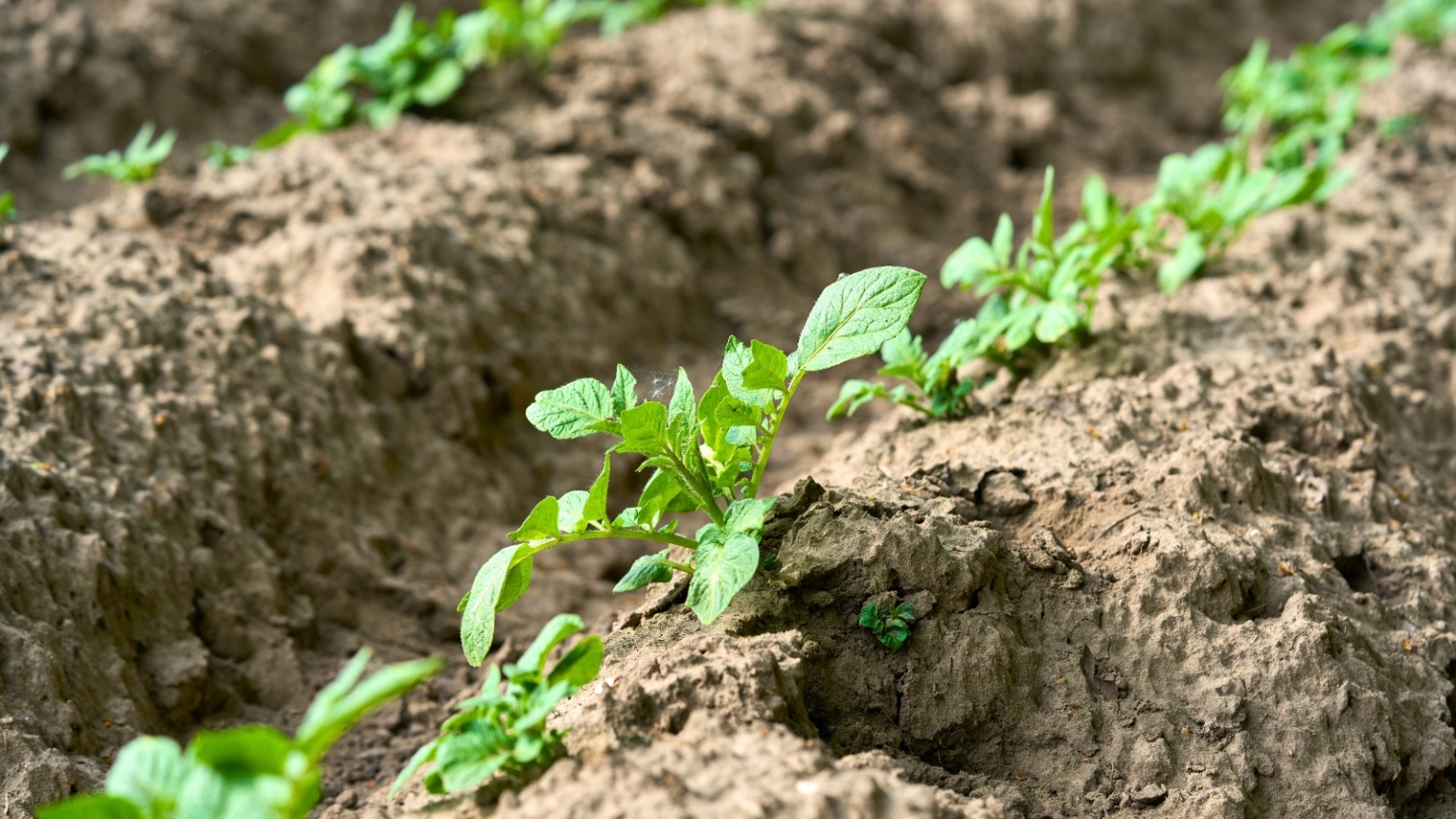 9 Tips for Growing Loads of Potatoes in Raised Beds