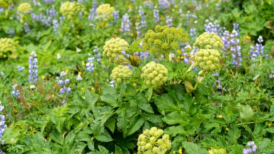 How to Plant, Grow, and Care For Angelica