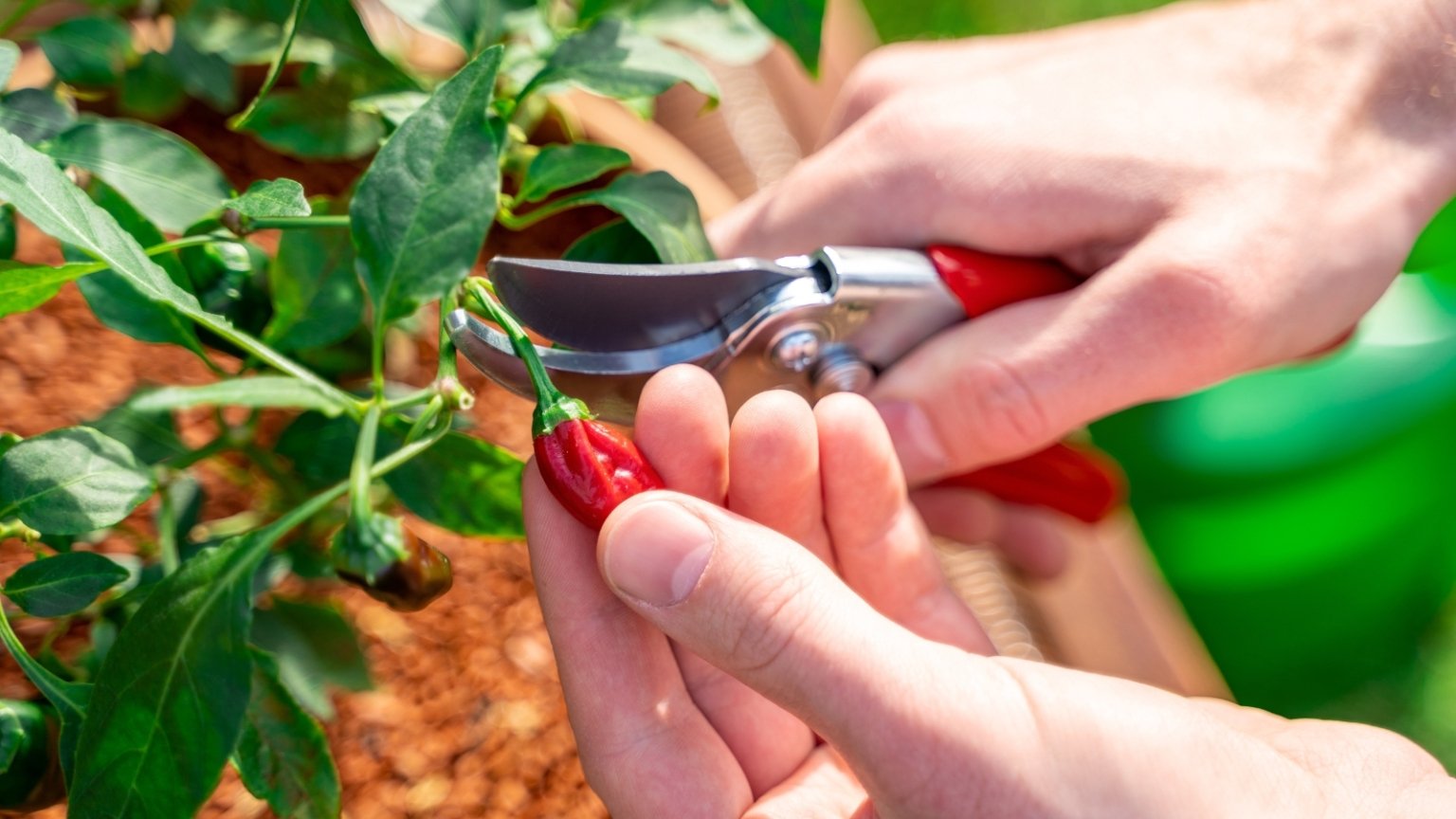 How to Prune Pepper Plants To Increase Your Harvest