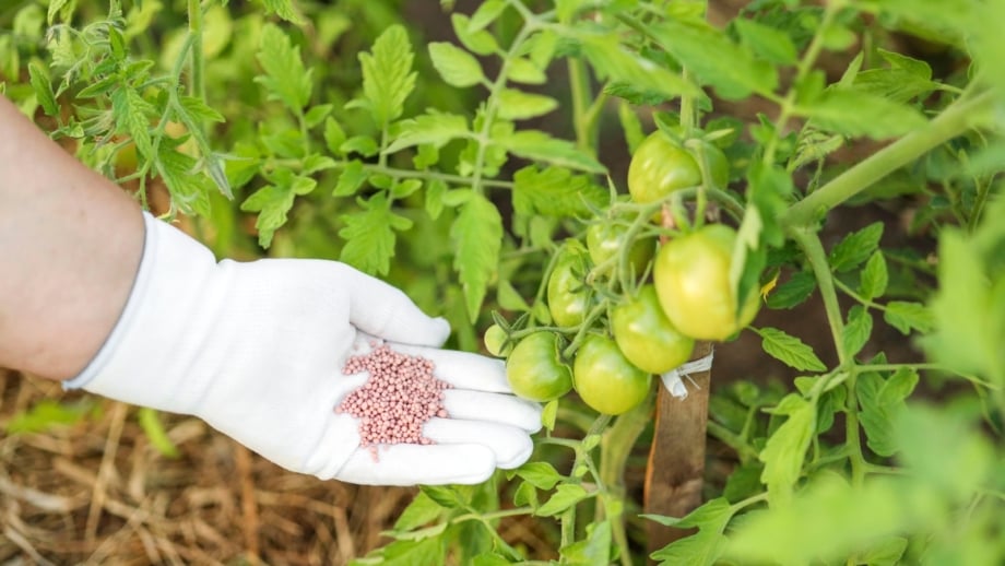 13 Tips for the Sweetest, Most Flavorful Tomatoes