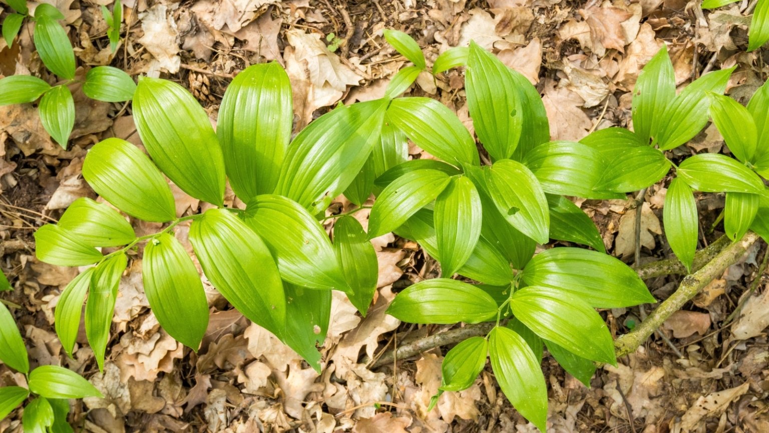 How to Plant, Grow, and Care For Solomon's Seal