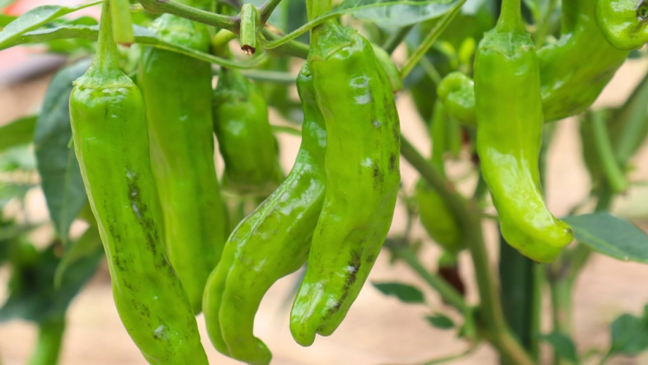 How to Plant, Grow, and Care for Shishito Peppers