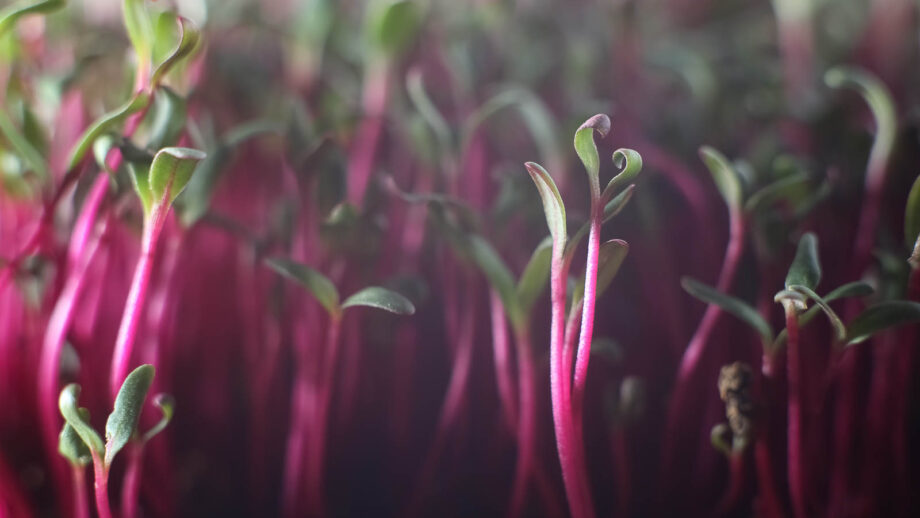 How To Grow Beet Microgreens in 6 Easy Steps