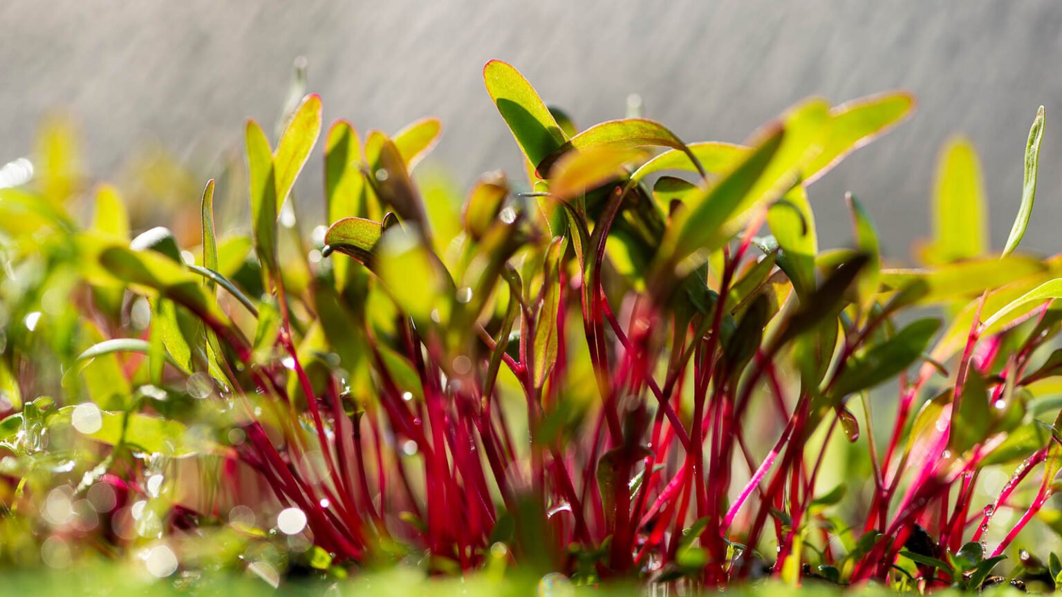 How To Grow Beet Microgreens in 6 Easy Steps