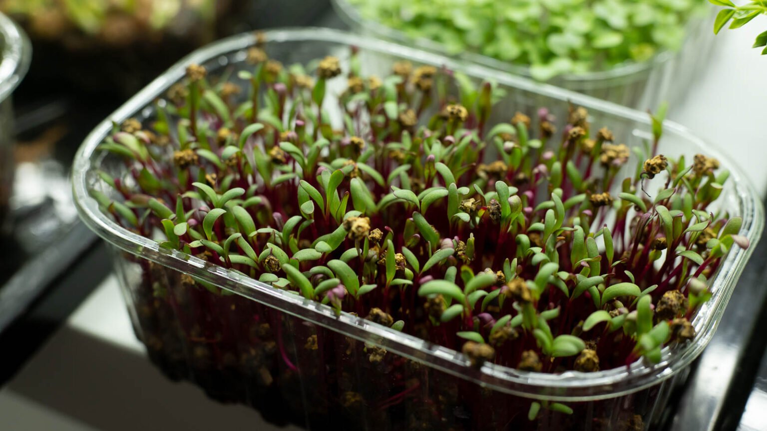 How To Grow Beet Microgreens in 6 Easy Steps
