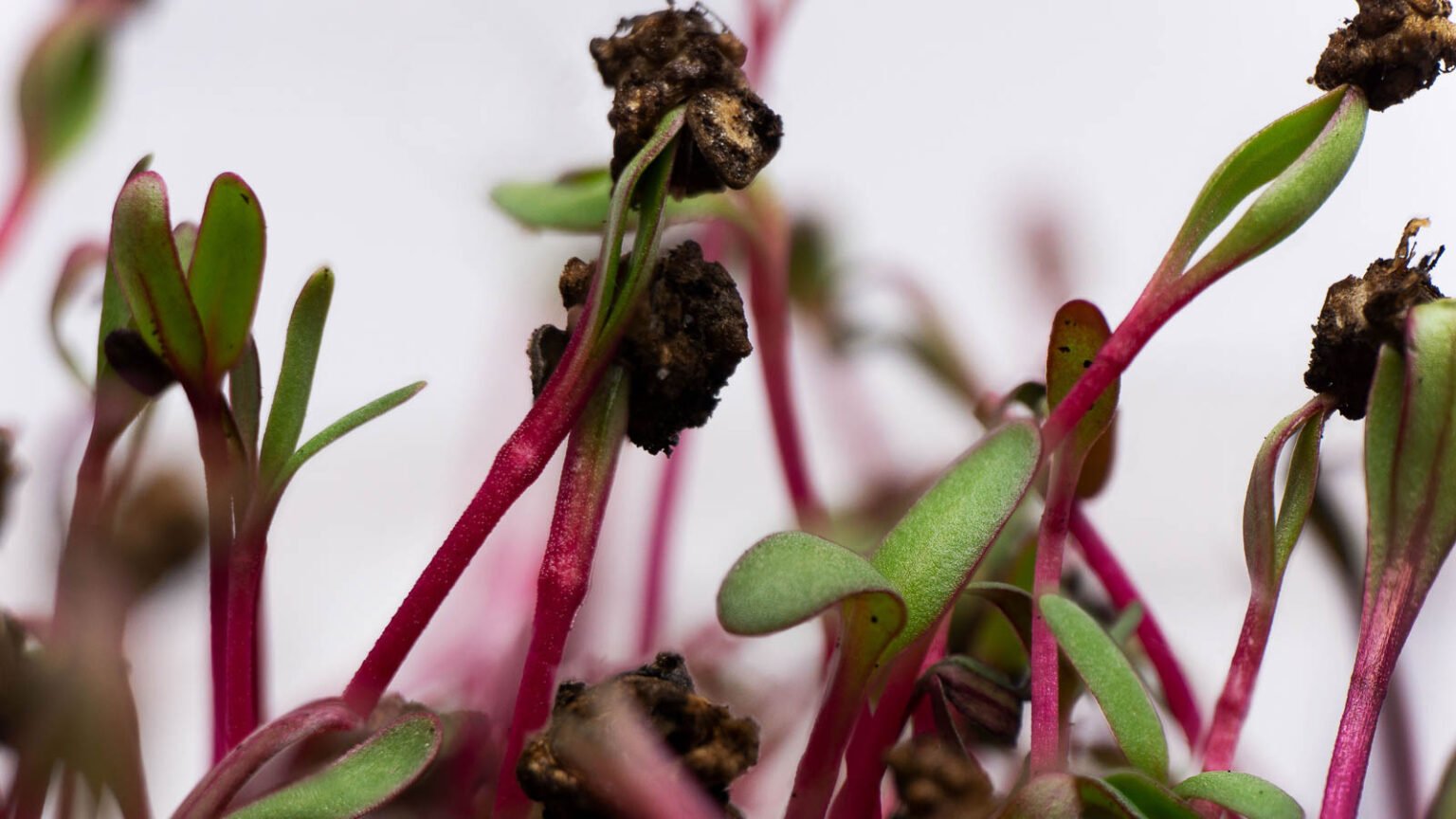 How To Grow Beet Microgreens in 6 Easy Steps