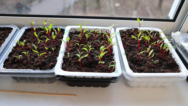 How To Grow Beet Microgreens in 6 Easy Steps
