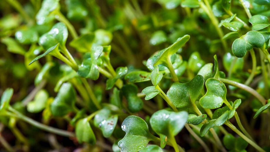 How to Grow Broccoli Microgreens in 5 Easy Steps