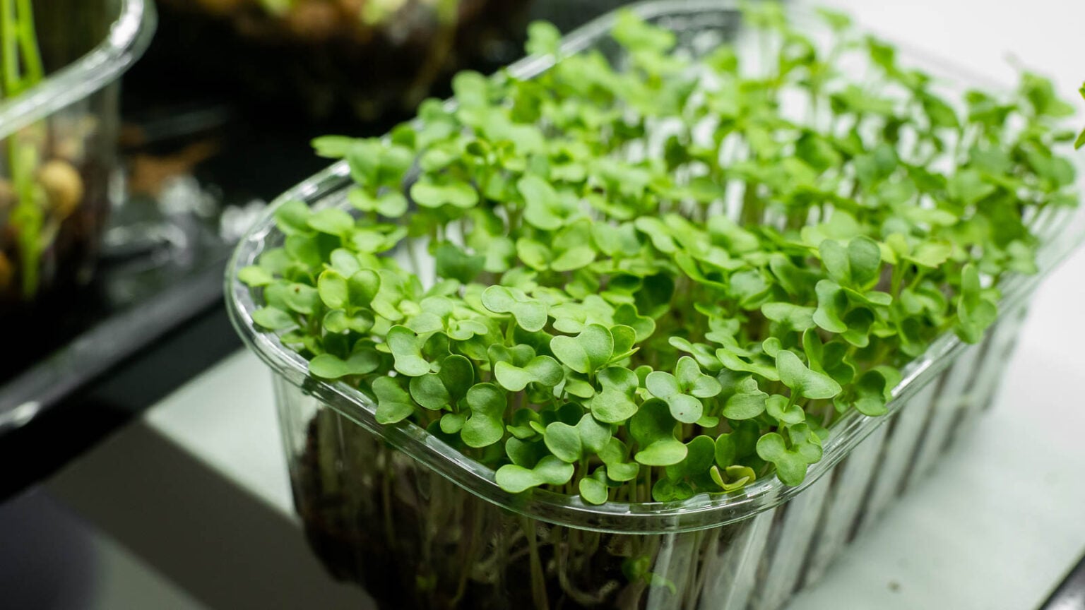 How to Grow Broccoli Microgreens in 5 Easy Steps