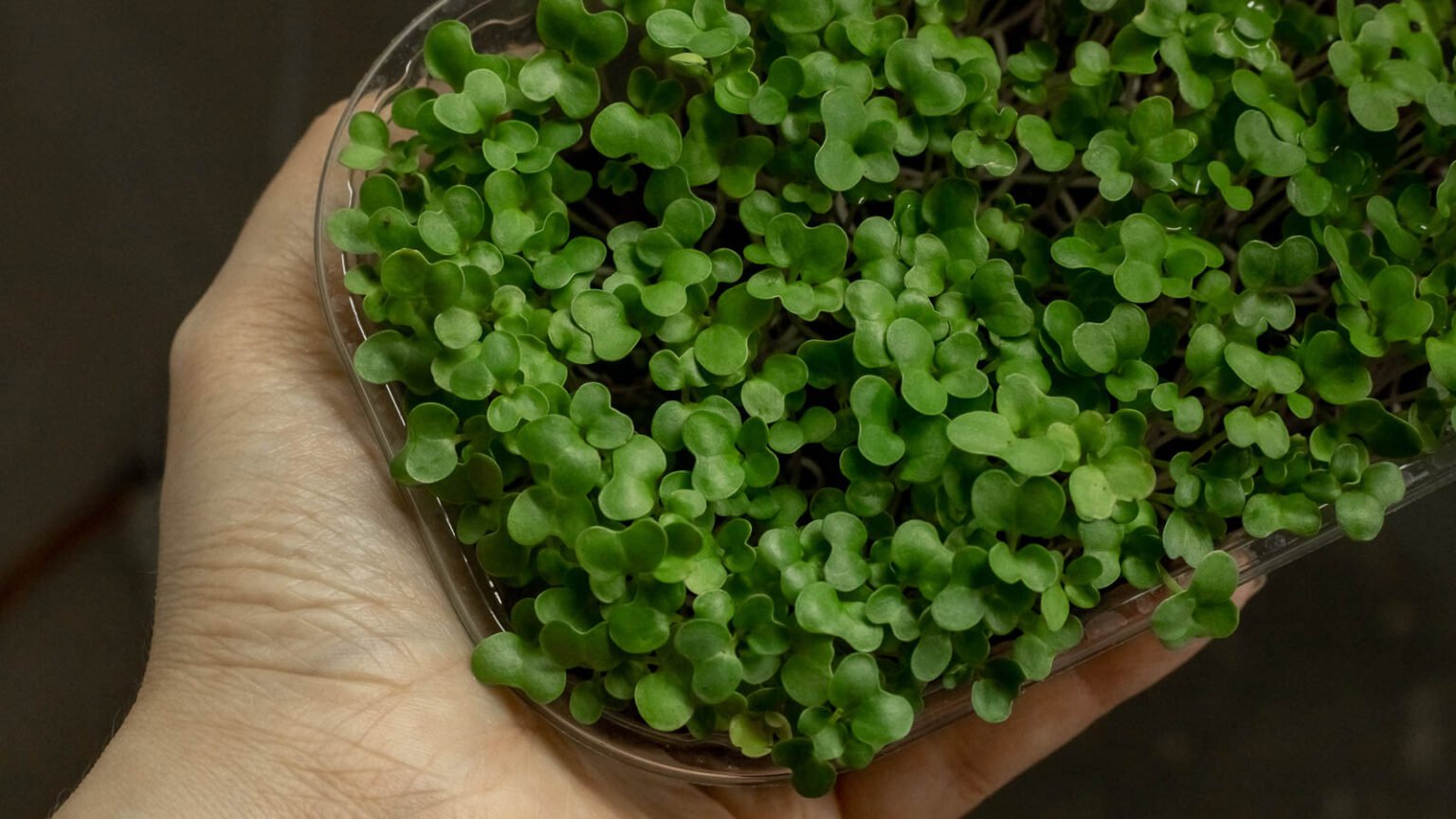 How to Grow Broccoli Microgreens in 5 Easy Steps